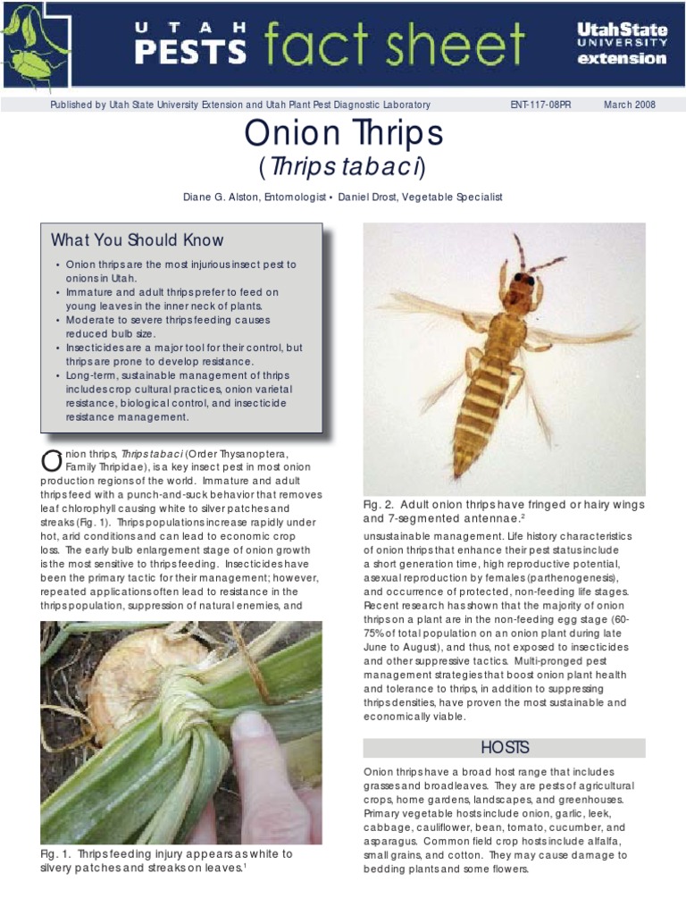 Onion Thrips (Thrips Tabaci) | PDF | Onion | Insecticide