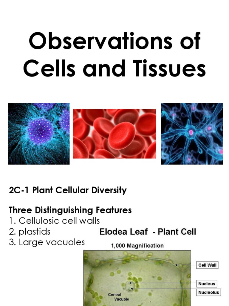 Observations of Cells and Tissues | PDF | Tissue (Biology) | Leaf