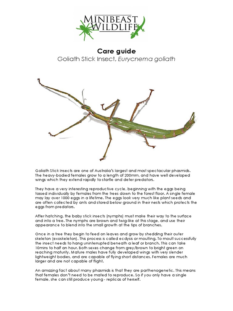 Care Guide: Goliath Stick Insect, Eurycnema Goliath | PDF | Insects ...