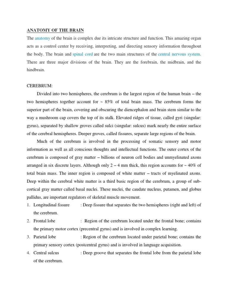 Anatomy of The Brain | PDF | Cerebrum | Brainstem