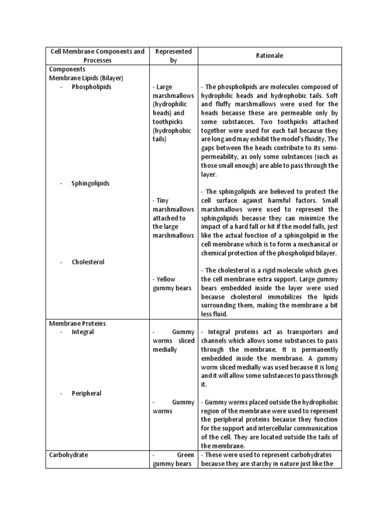Tangible Model of The Cell Membrane | PDF | Cell Membrane | Lipid Bilayer