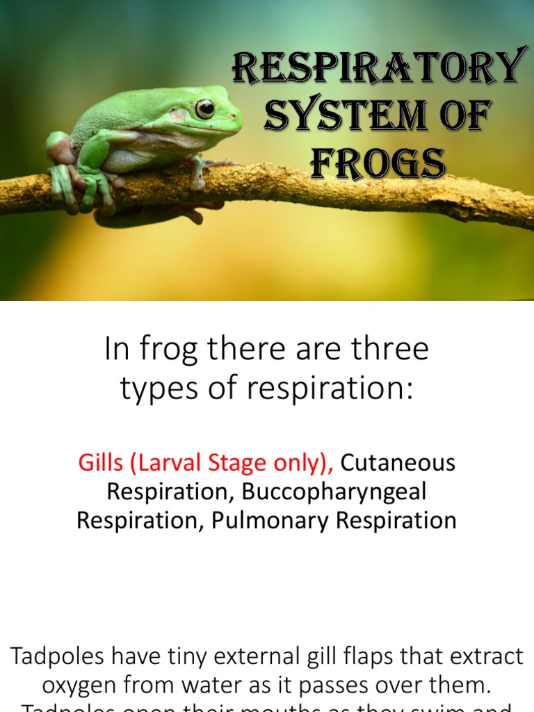 Frog Organ System | PDF | Respiratory System | Human Digestive System