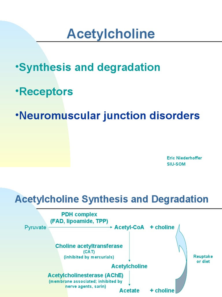 Acetylcholine: - Synthesis and Degradation - Receptors | PDF