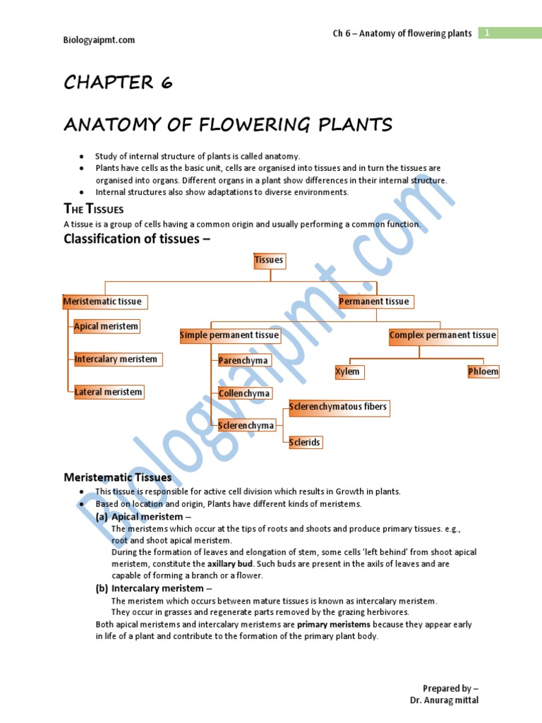 CH 6 Anatomy of Flowering Plants Final | PDF | Tissue (Biology) | Leaf