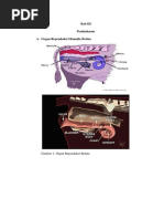 Anatomi Fungsional Organ Reproduksi Sapi Betina | PDF