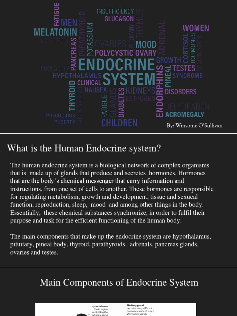 Overview of the Human Endocrine System | PDF | Endocrine System ...