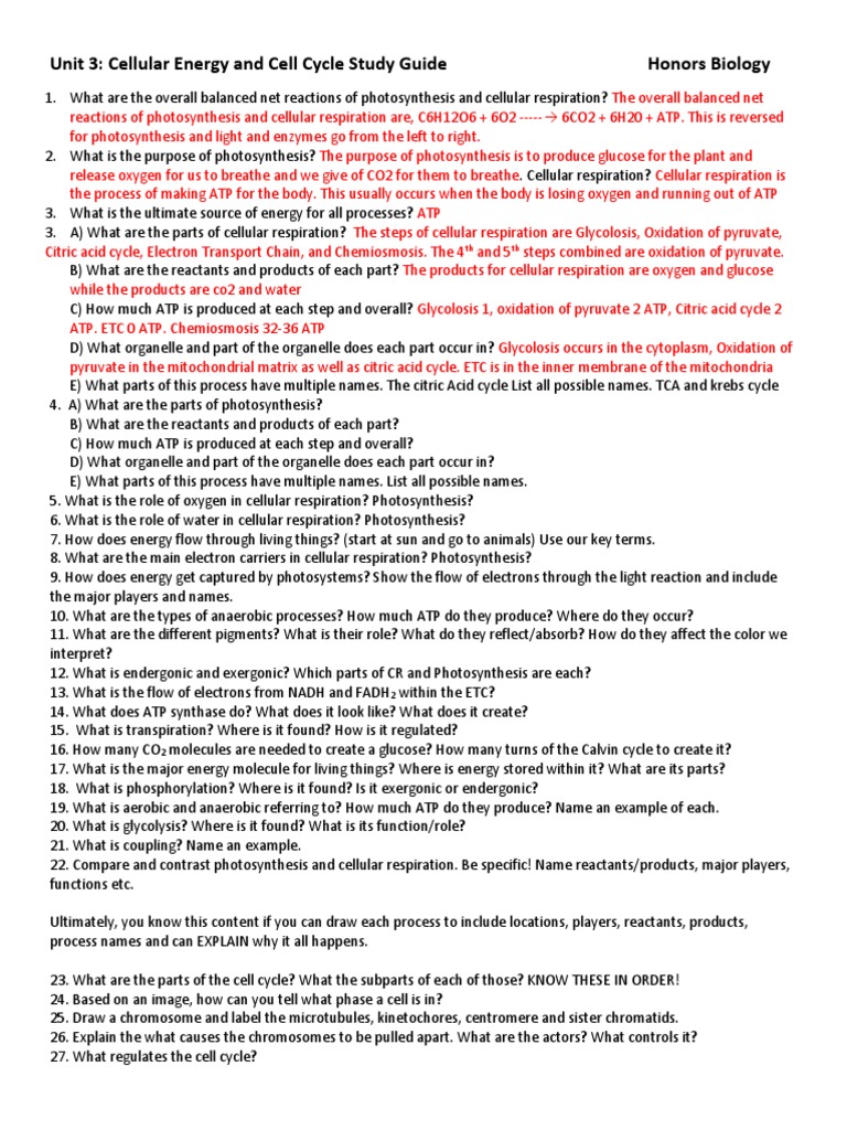 Unit 3: Cellular Energy and Cell Cycle Study Guide Honors Biology | PDF ...