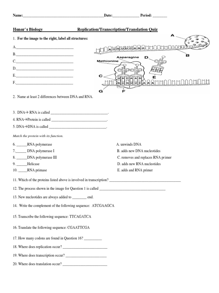 Replication, Transcription, Translation Quiz | PDF | Dna Replication ...