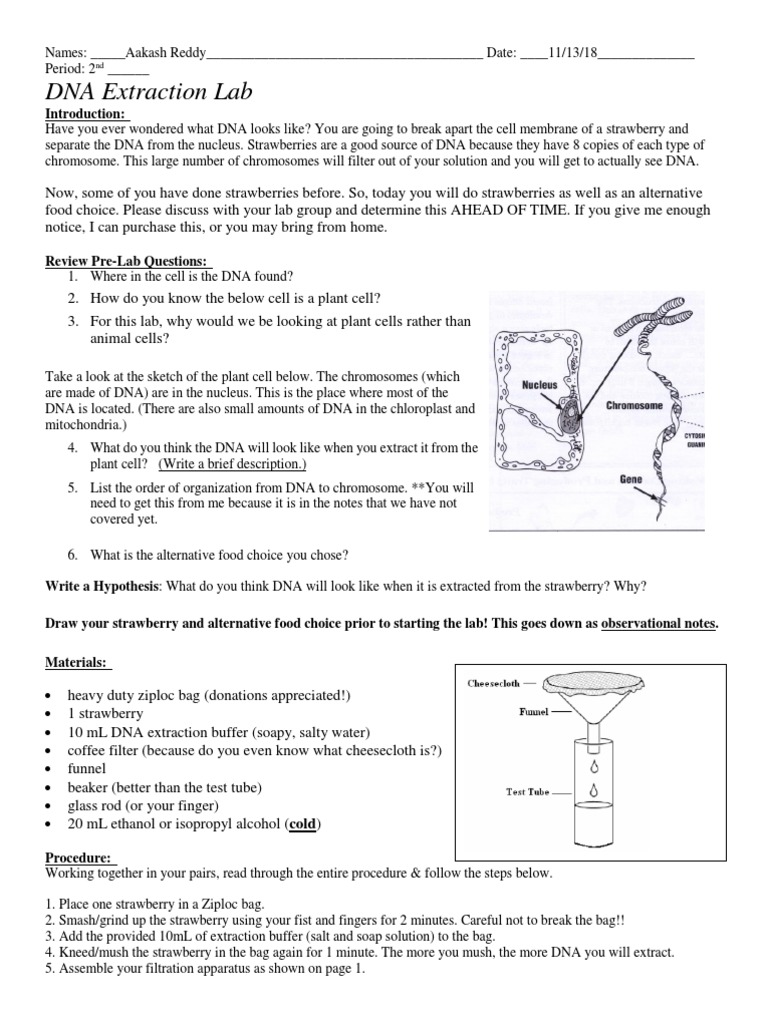 DNA Extraction Lab: SEO-Optimized Title for DNA Extraction Lab Report ...