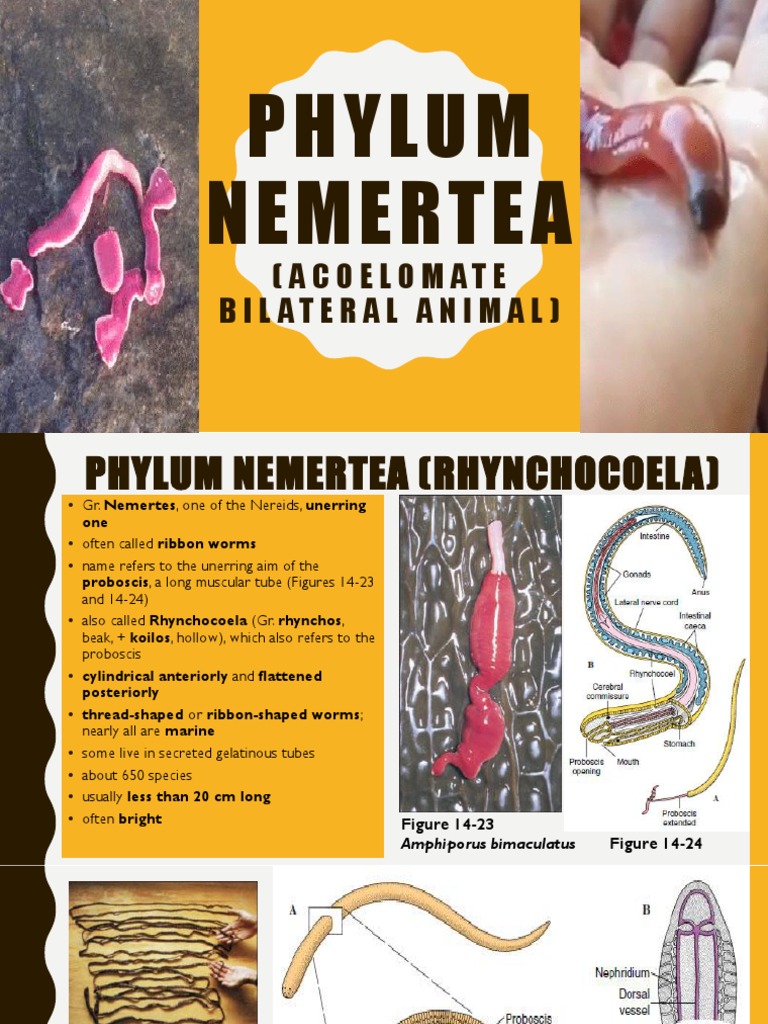 Phylum Nemertea | PDF | Zoology | Animal Anatomy