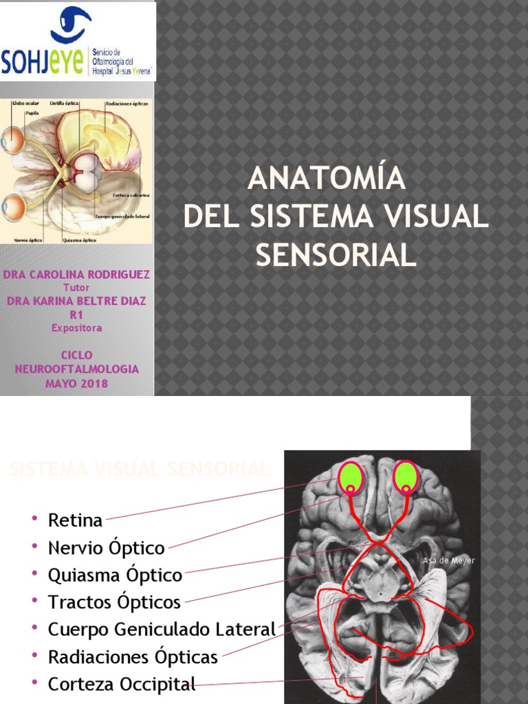 Anatomia Funcional de La Via Optica | PDF | Sistema visual | Percepción ...