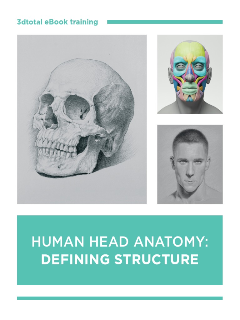 01 Human Head Anatomy Defining Structure | PDF | Skull | Human Head And ...