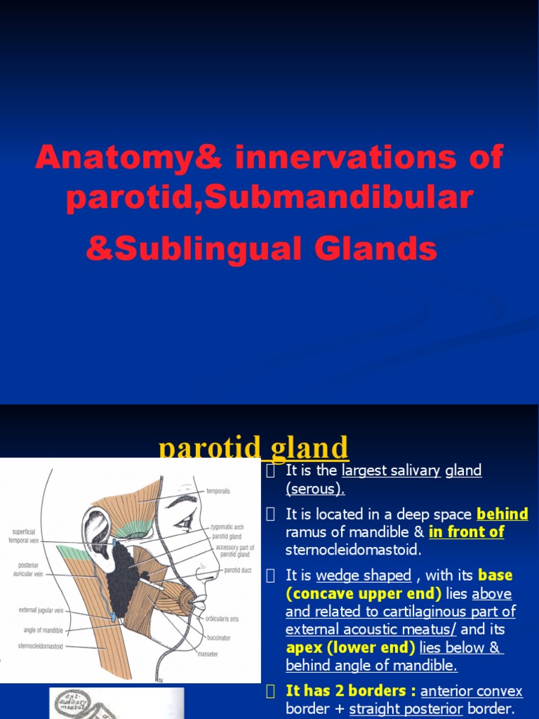 Anatomy and Innervations of the Major Salivary Glands: A Comprehensive ...