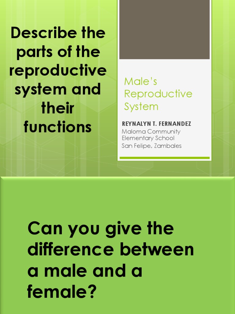 Parts and Description of The Male Reproductive System | PDF | Testicle ...