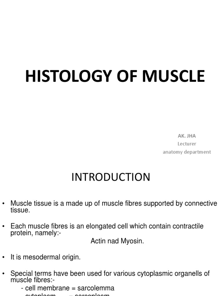 Muscle Tissue Histology Overview | PDF | Myocyte | Skeletal Muscle
