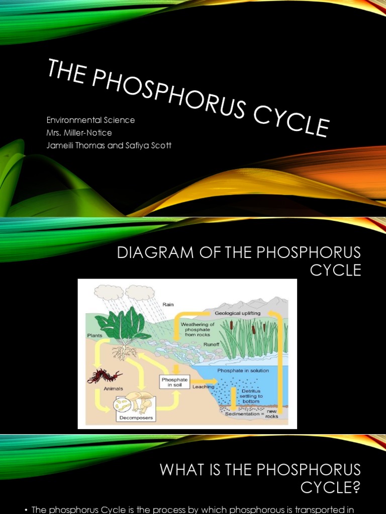 The Phosphorus Cycle | PDF | Eutrophication | Phosphorus