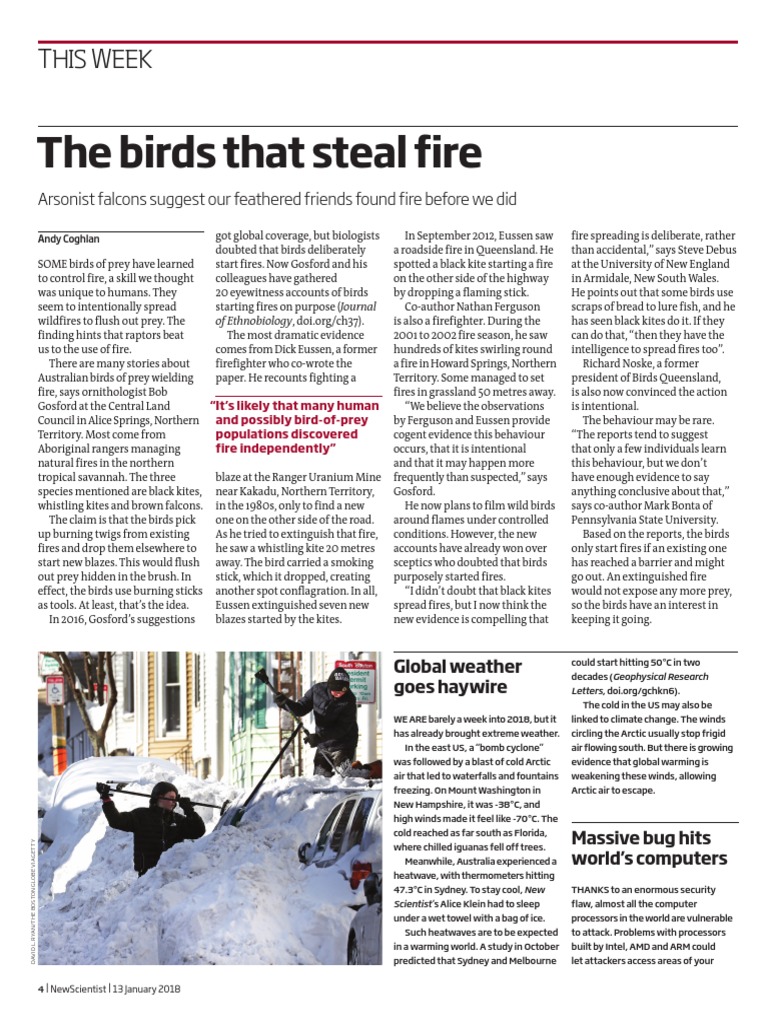 The Birds That Steal Fire | PDF | Wildfire | Birds