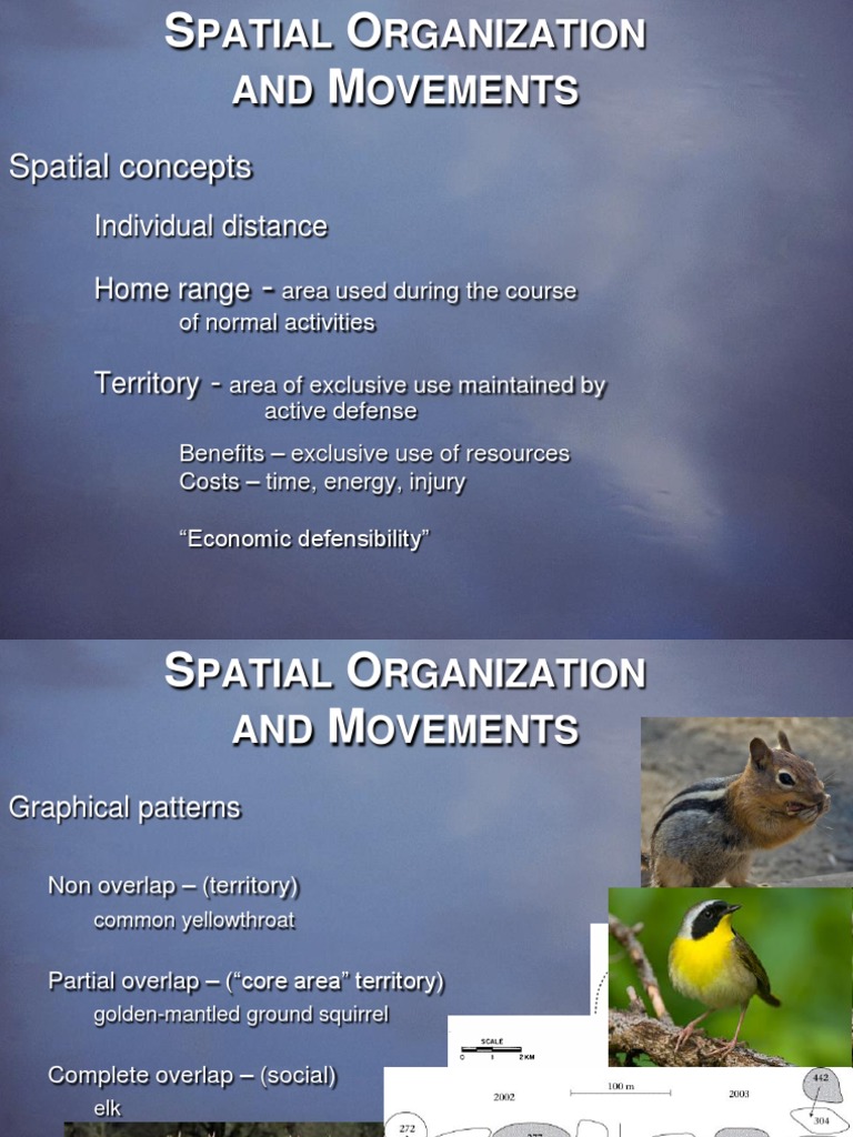 T04 Spatial Organization | PDF | Biological Dispersal | Birds