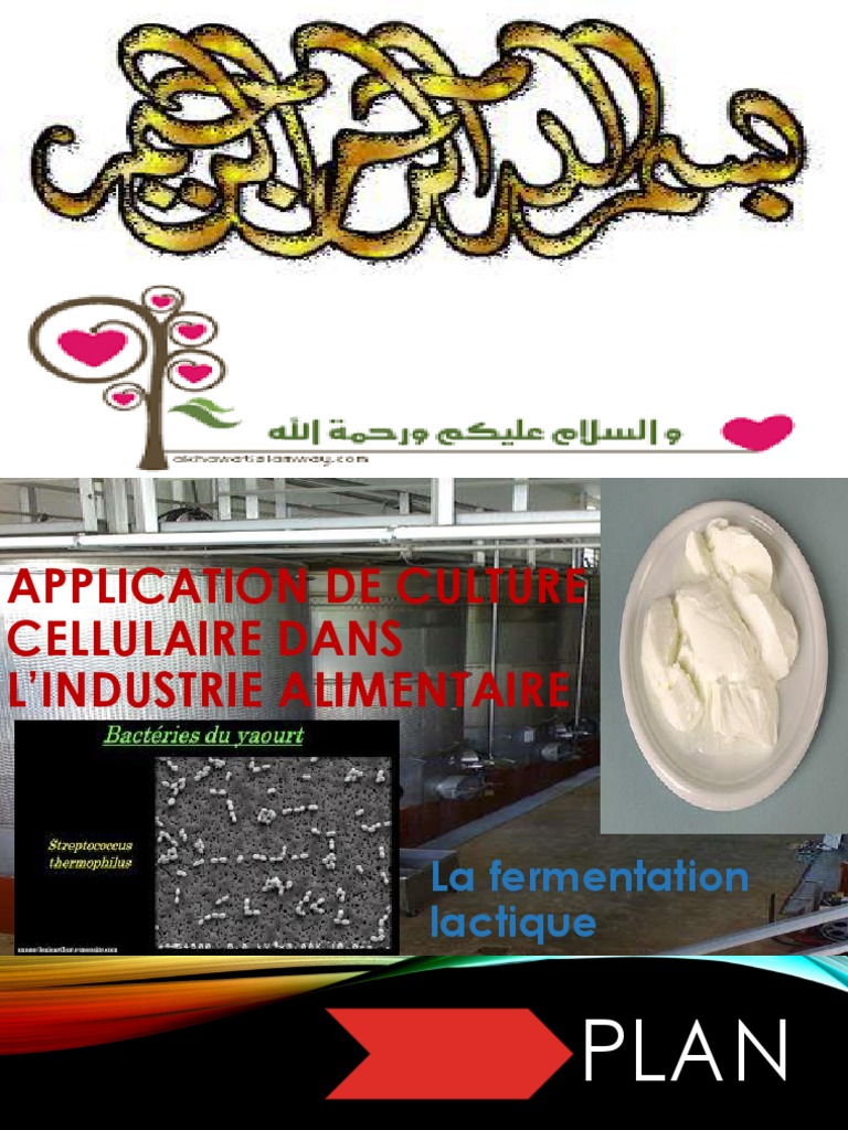 Fermentation Lactique en Agroalimentaire | PDF | Yaourt | Fermentation