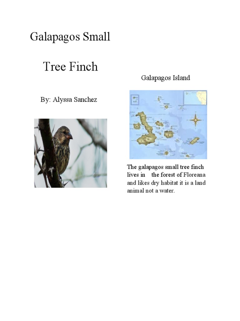Galapagos Small Tree Finch | PDF | Science & Mathematics