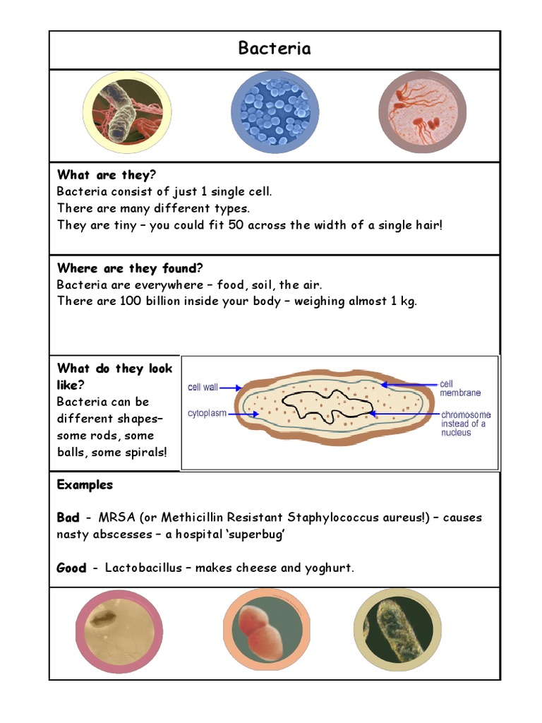 BACTERIA | PDF