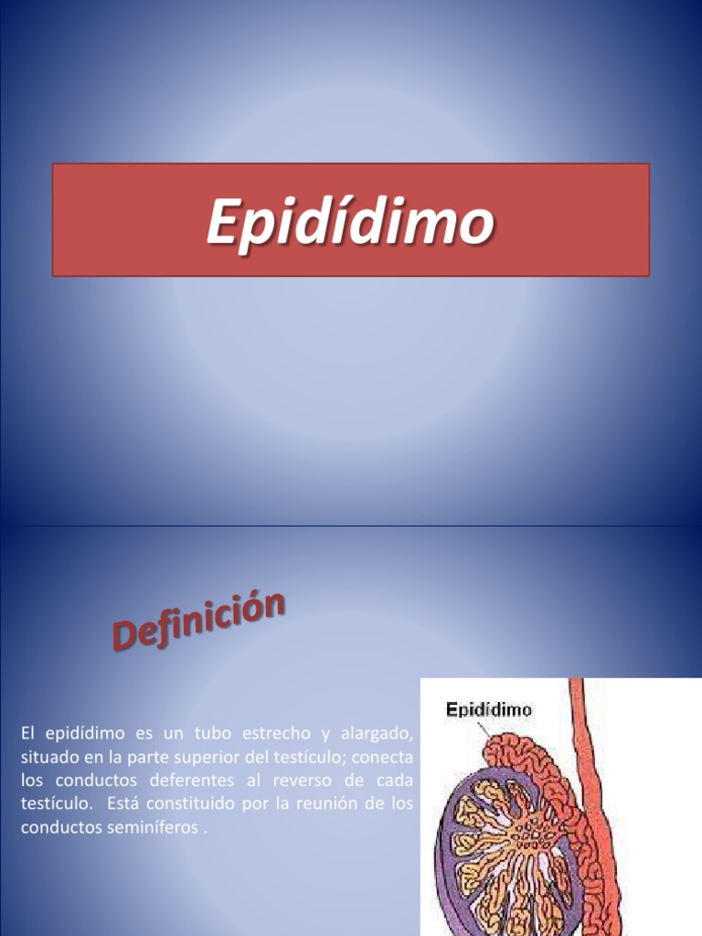 Epididimo | PDF | Próstata | Sistema reproductivo