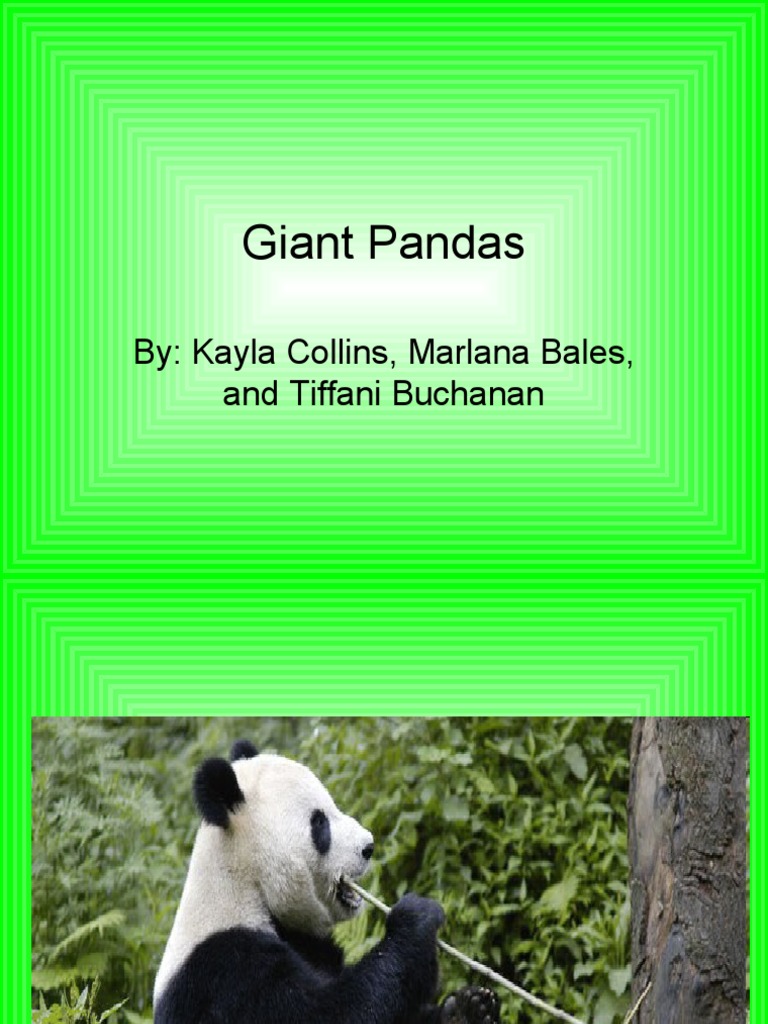 Giant Pandas | PDF