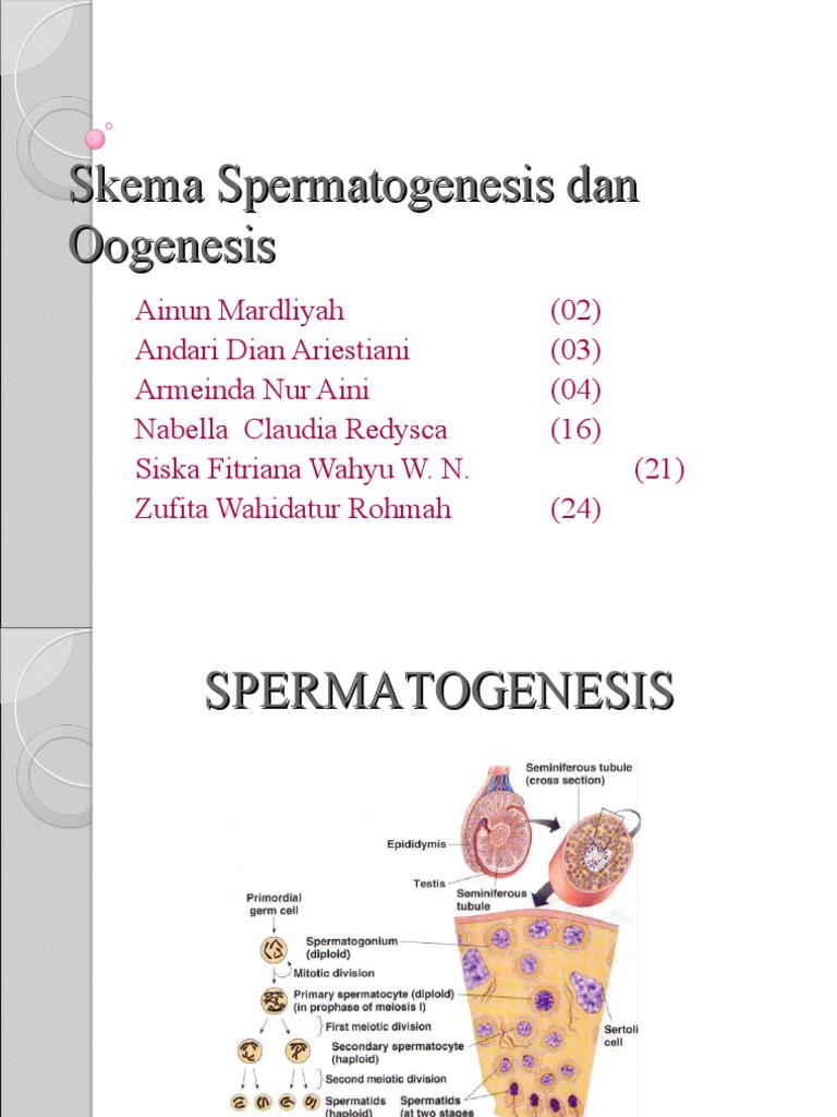 Skema Sperm A To Genesis Dan Oogenesis | PDF