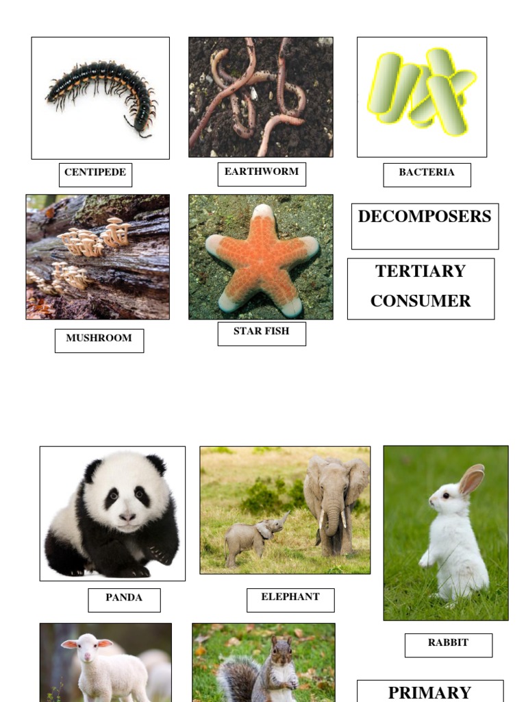 Decomposers: Earthworm Centipede Bacteria | PDF