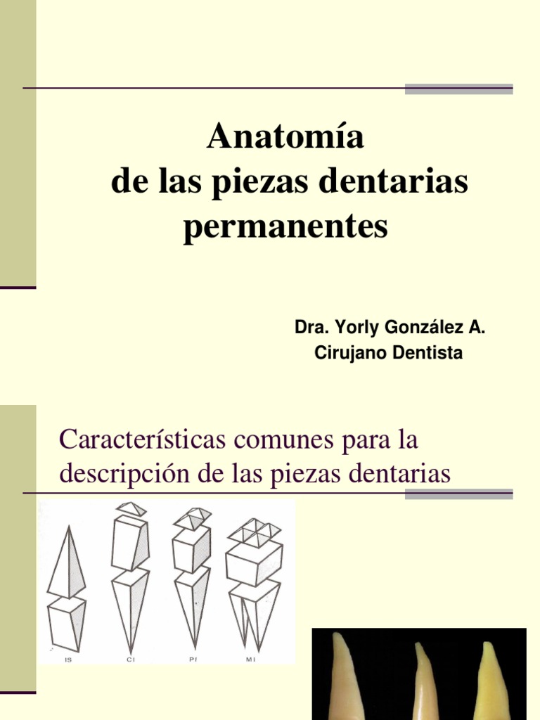 Anatomía de los Dientes Permanentes | PDF | Ramas de Odontología | Diente