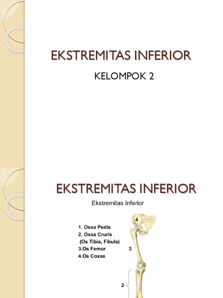 Extremitas Inferior | PDF | Musculoskeletal System | Lower Limb Anatomy