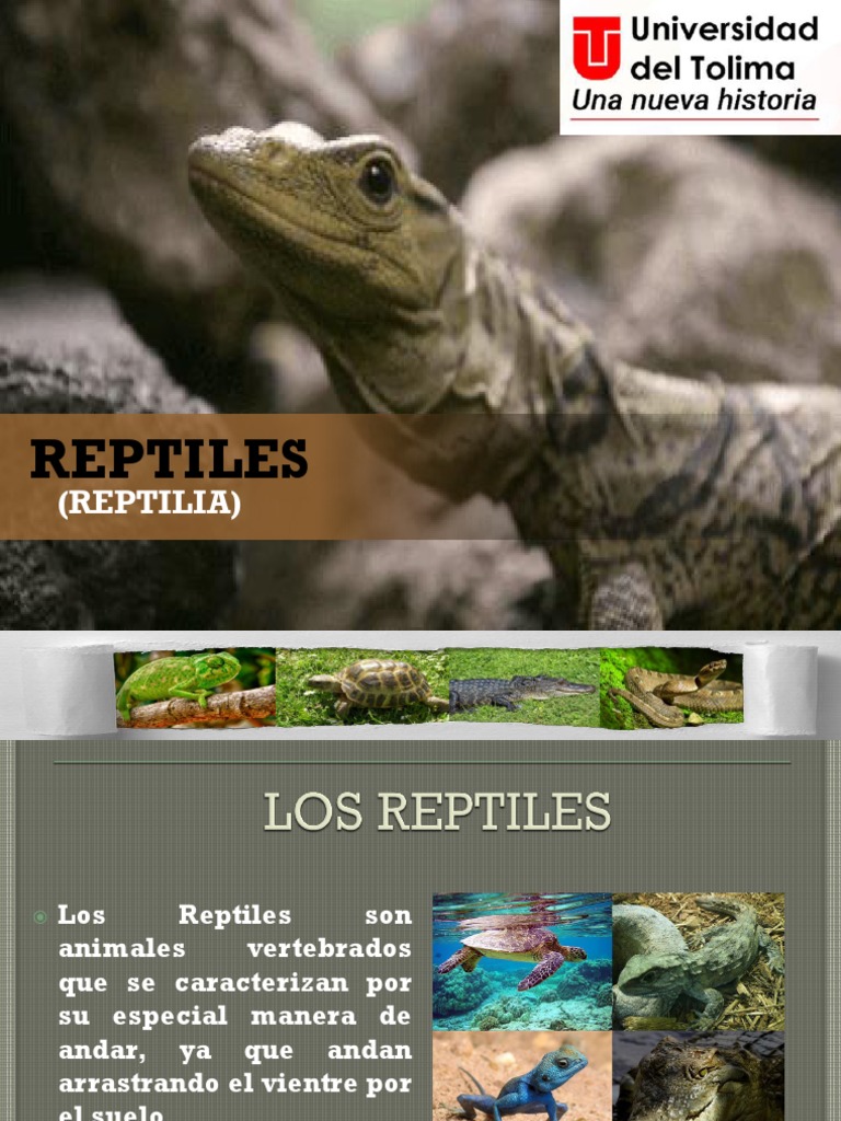 Diapositivas Reptiles 1 | PDF | Serpiente | Tortuga