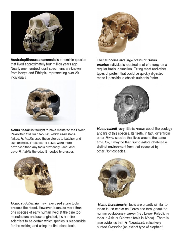 Australopithecus Anamensis Is A Hominin Species: Homo Erectus ...