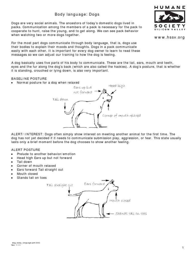 Dog Body Language | PDF | Dogs | Animals And Humans