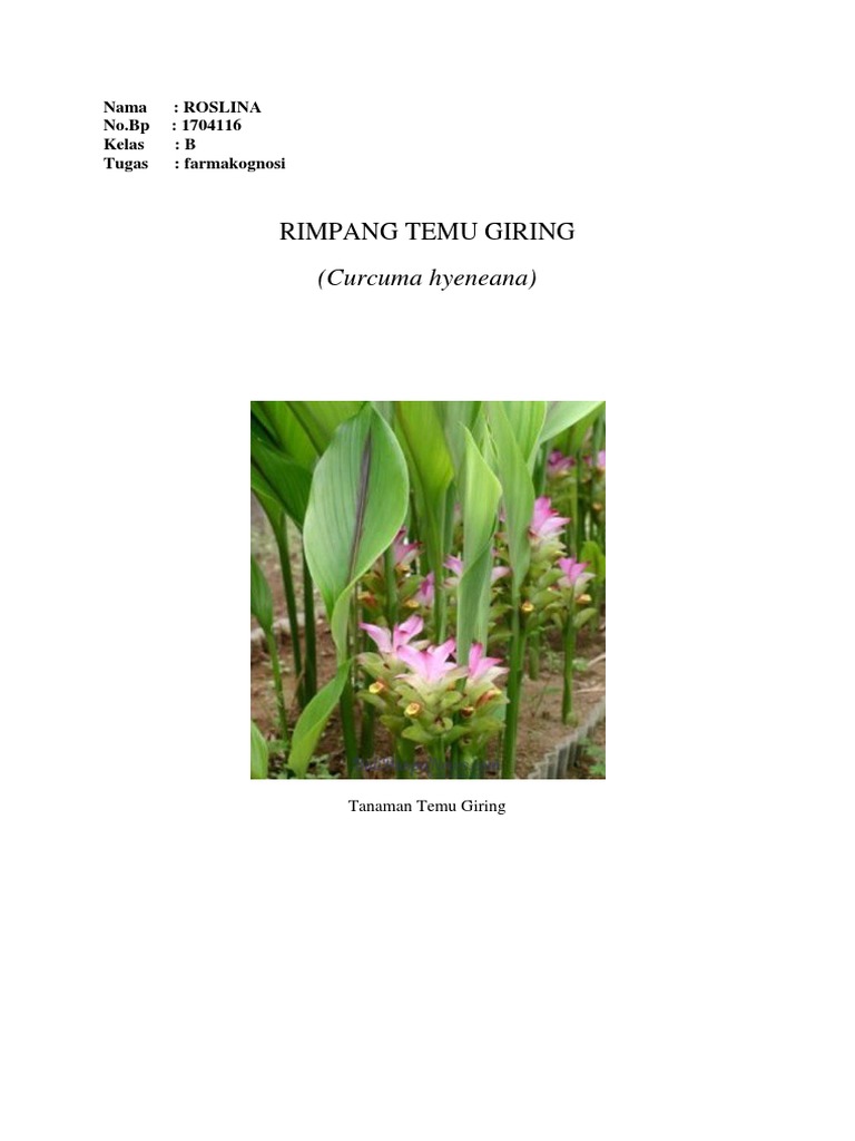 Rimpang Temu Giring: Manfaat dan Kandungan | PDF