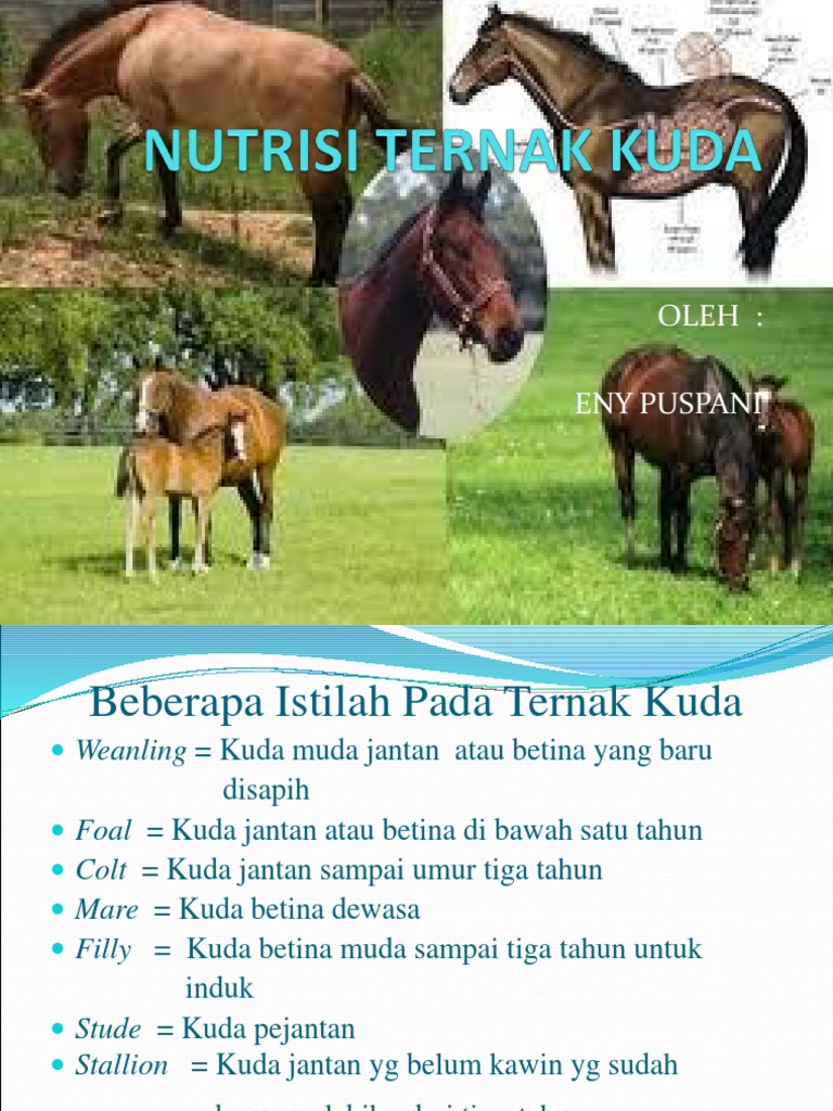 Nutrisi Ternak Kuda Mineral N Vitamin 1 | PDF