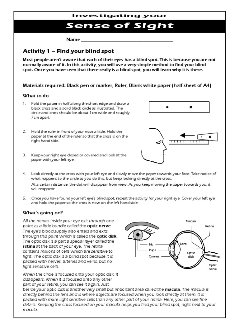 Lesson 3 Eyesight Student Worksheet | PDF | Eye | Visual Perception