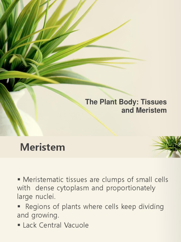 Meristem | PDF | Tissue (Biology) | Plant Stem