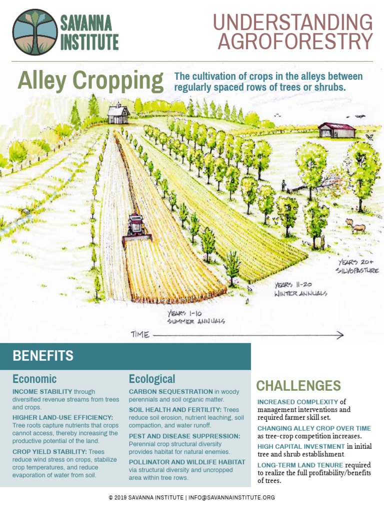Alley Cropping-Understanding Agroforestry | PDF | Trees | Agriculture