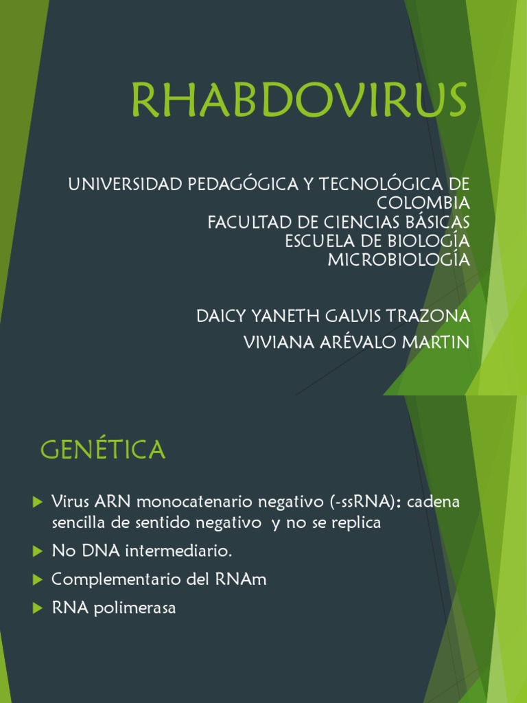Rhabdovirus | PDF | Virus | Rabia