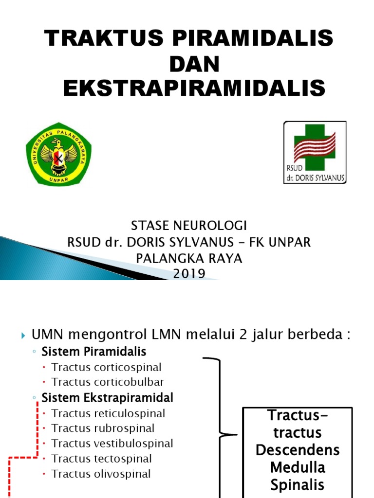 Traktus Piramidalis Dan Ekstrapiramidalis | PDF