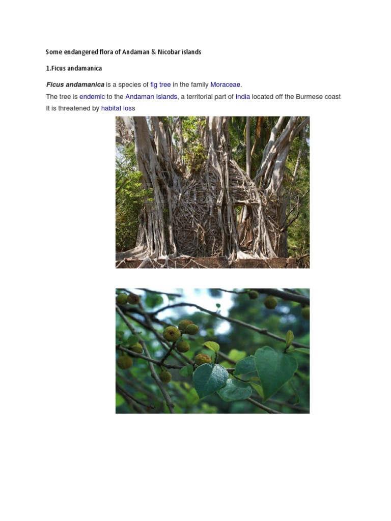 Endangered Flora of Andaman Islands | PDF | Plants | Horticulture And ...