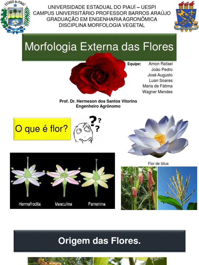 Morfologia externa das flores: estruturas, tipos de corola, androceu e ...