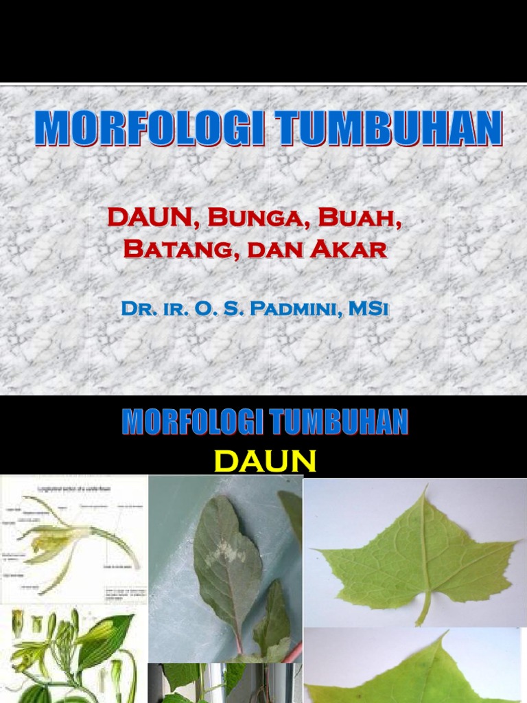Morfologi Daun | PDF | Sains & Matematika
