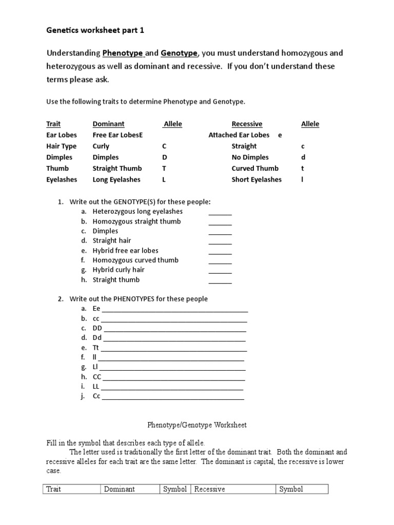 Genotype Phenotype Worksheet | PDF | Dominance (Genetics) | Zygosity