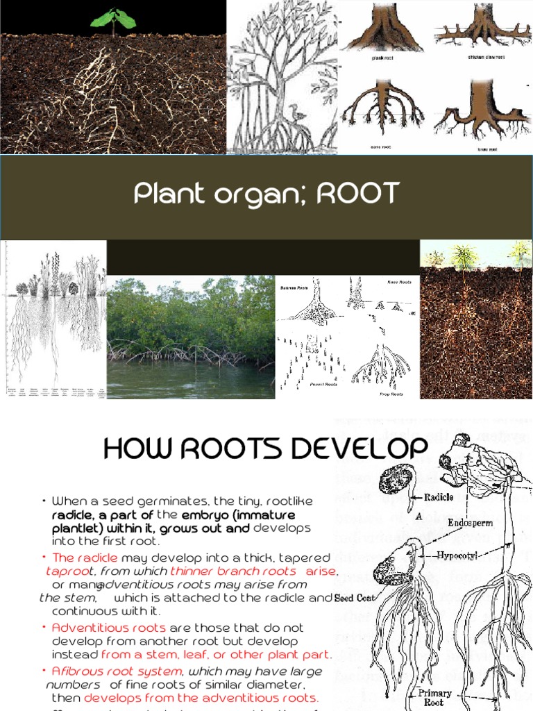 Plant Organ ROOT | PDF | Root | Tissue (Biology)