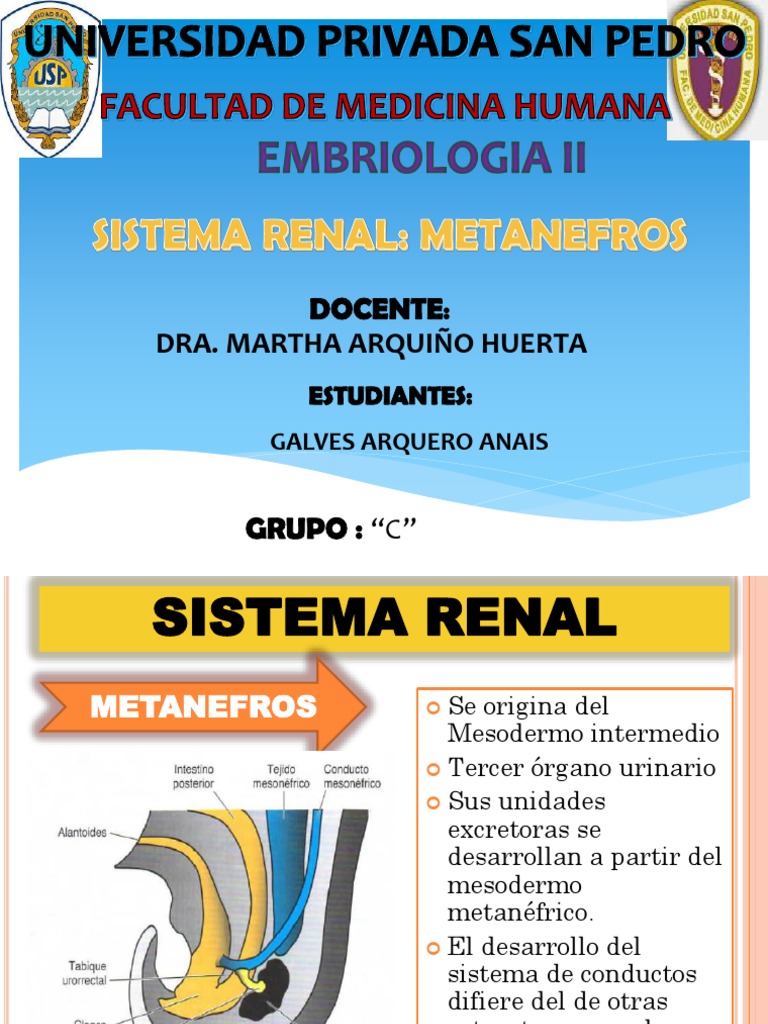 Metanefros | PDF | Riñón | Sistema genitourinario