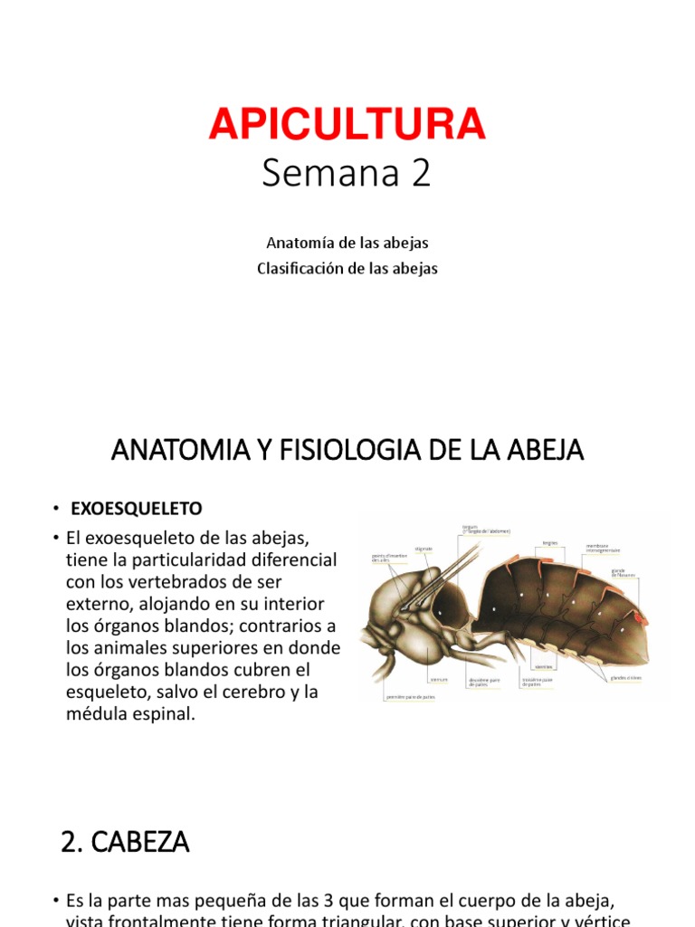 Anatomia y Clases de Abejas Semana 2 | PDF | Western Honey Bee | Colmena