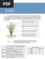 Fase Pertumbuhan Tanaman Padi | PDF