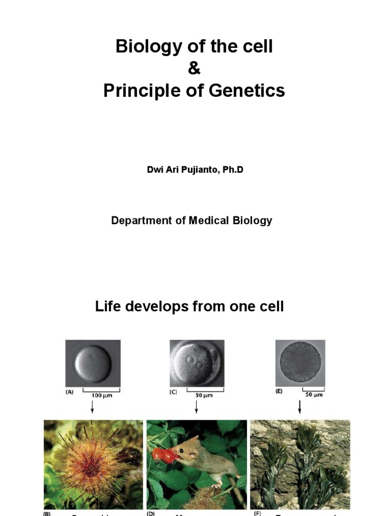 Biology of The Cell & Principle of Genetics | PDF | Dominance (Genetics ...